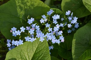 Omphalodes: planting, care & varieties - Plantura