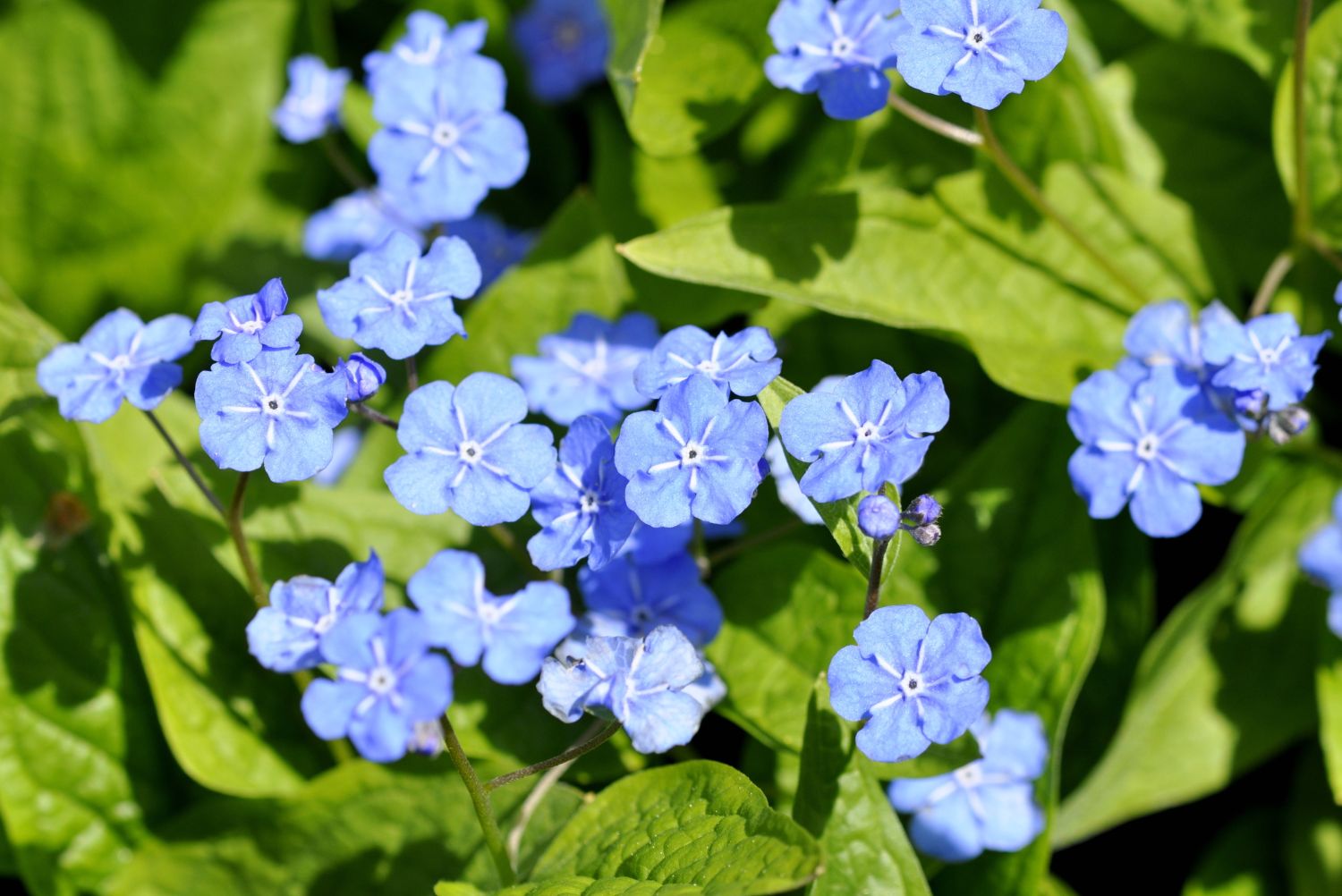 Omphalodes: planting, care & varieties - Plantura