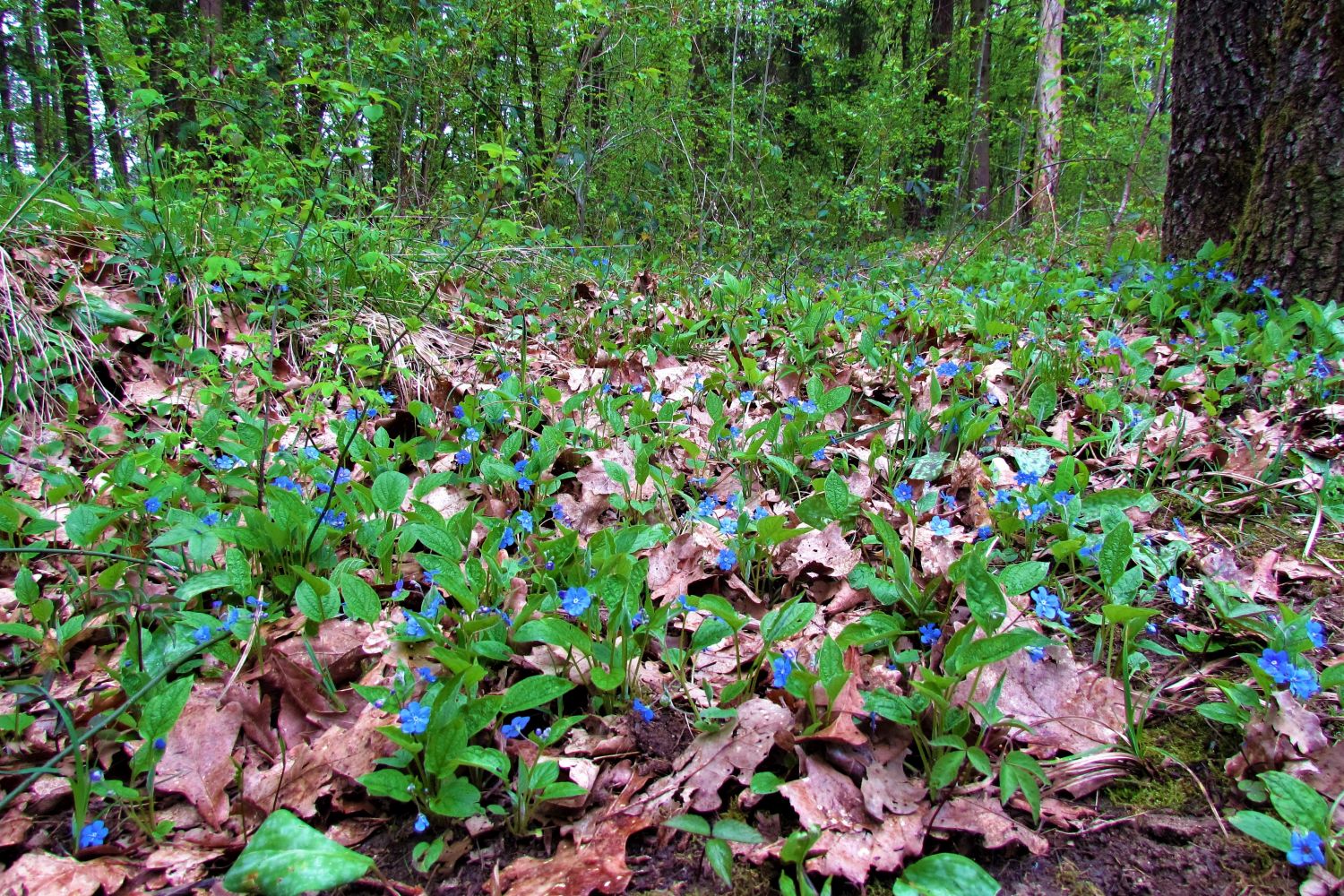Omphalodes: planting, care & varieties - Plantura