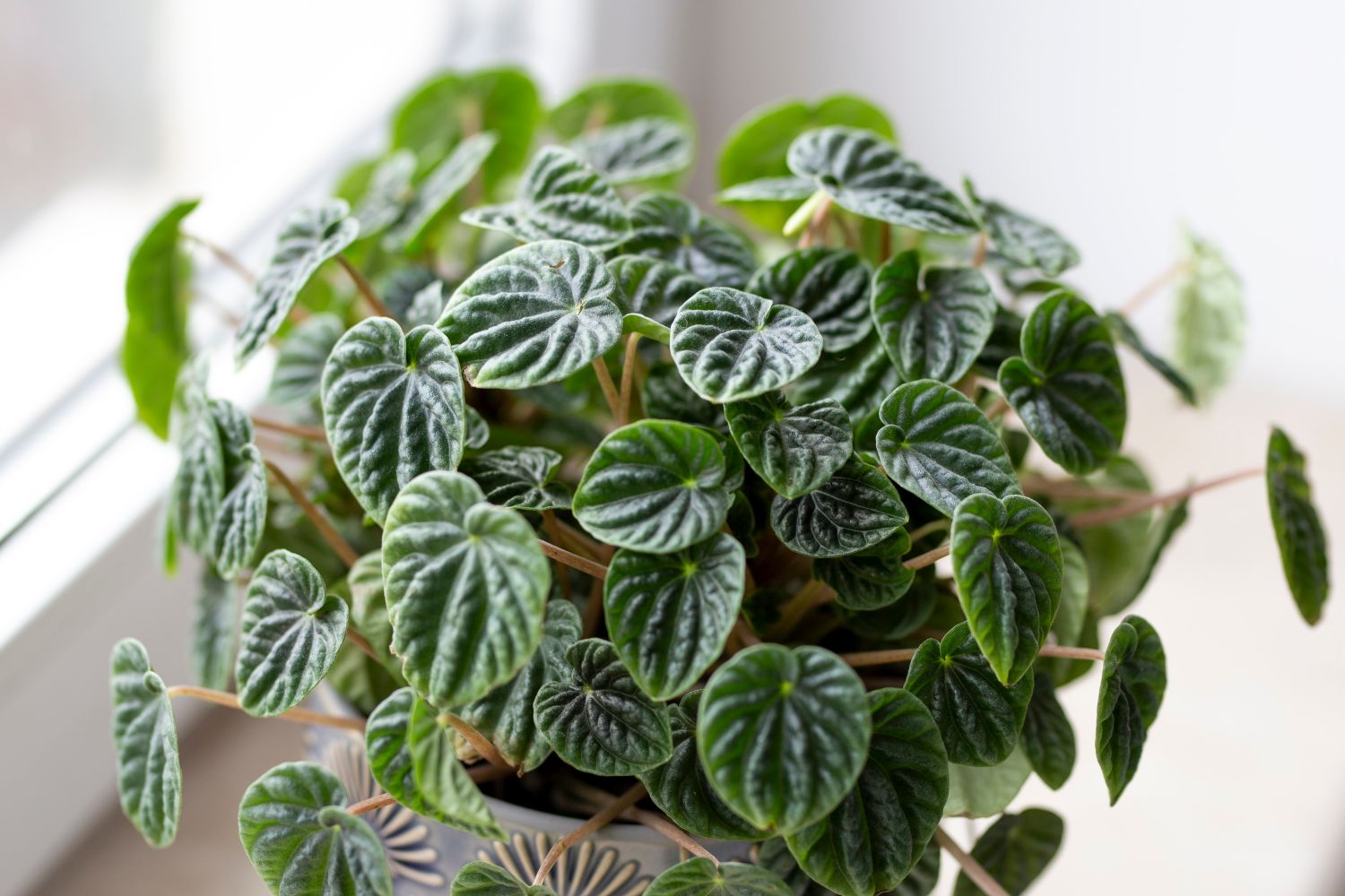 Peperomia: how to grow, care for & propagate - Plantura