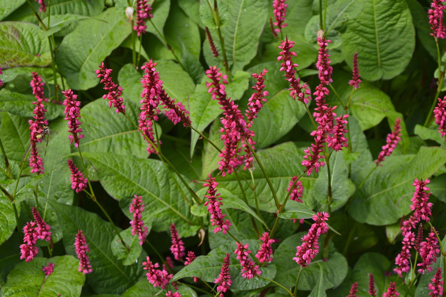 Red bistort: location, care & varieties - Plantura