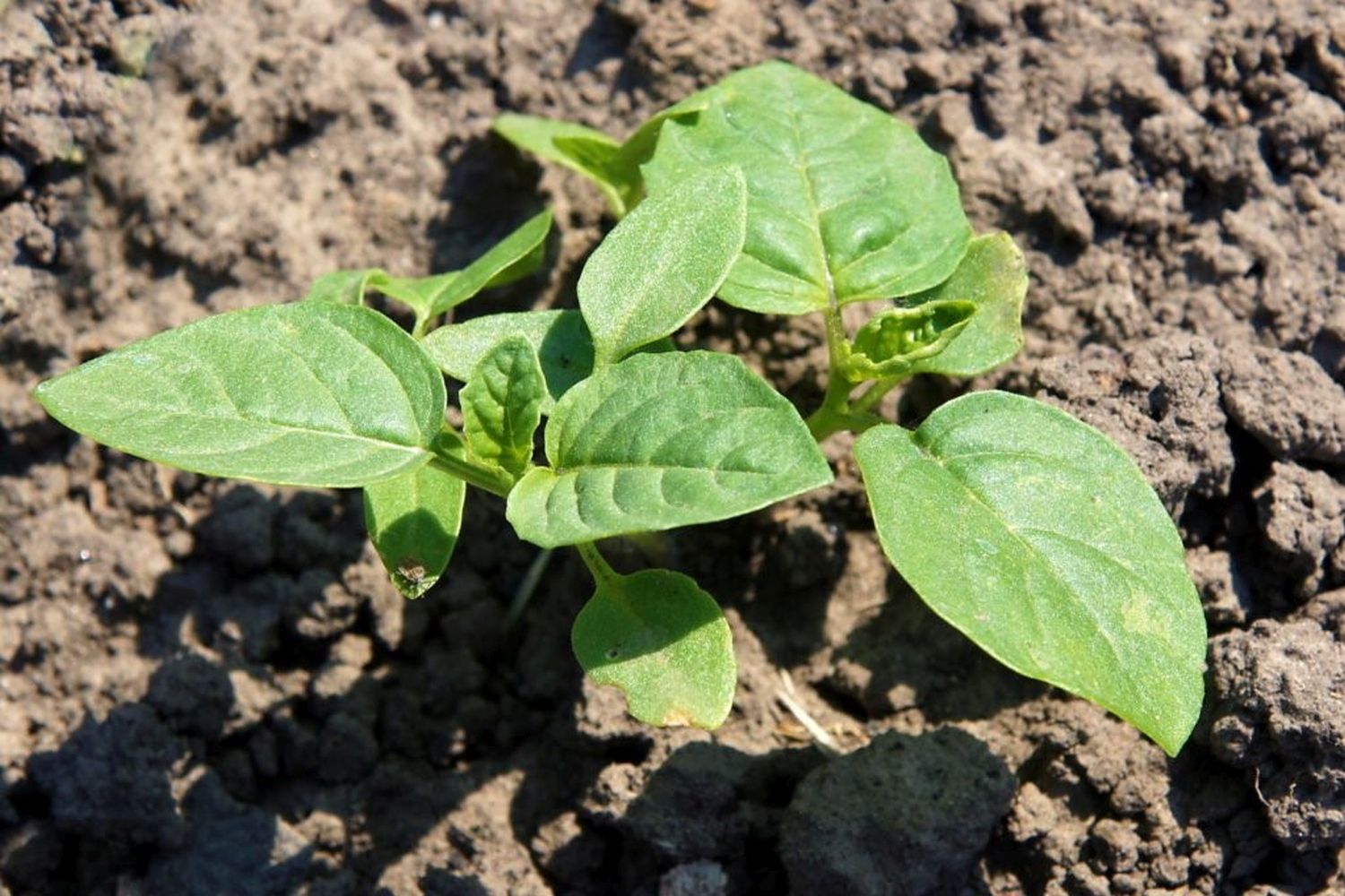 Planting physalis: location, sowing & more - Plantura