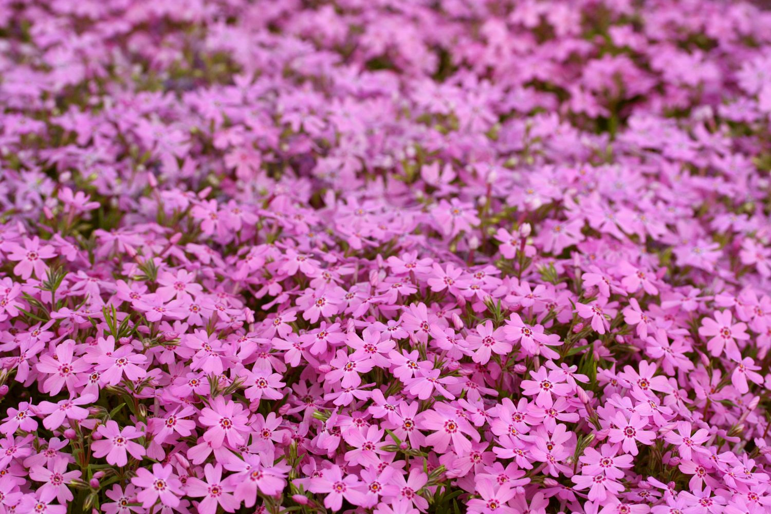 Top 15 bee friendly ground cover plants - Plantura