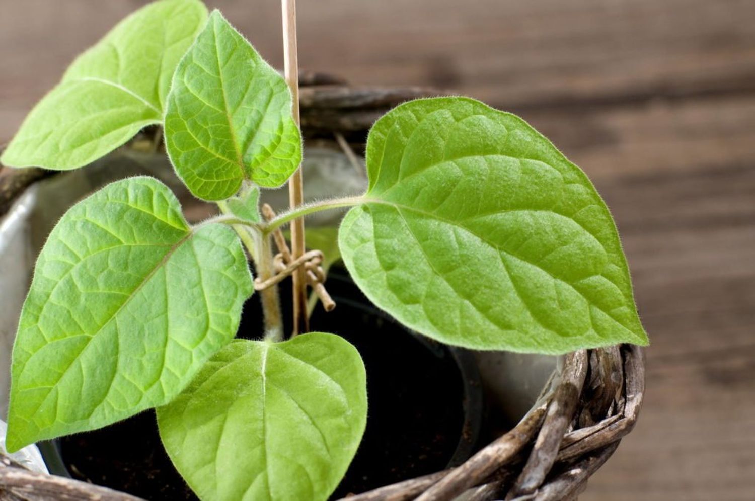 Planting physalis: location, sowing & more - Plantura