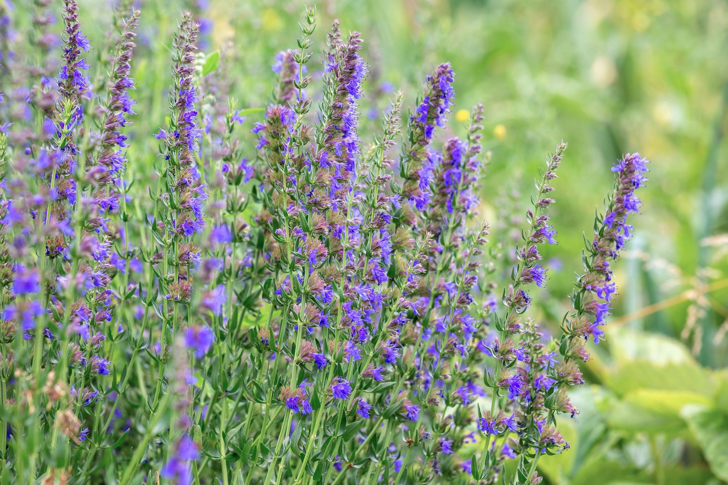 Herbs that grow in full sun: 13 sun-loving herbs - Plantura