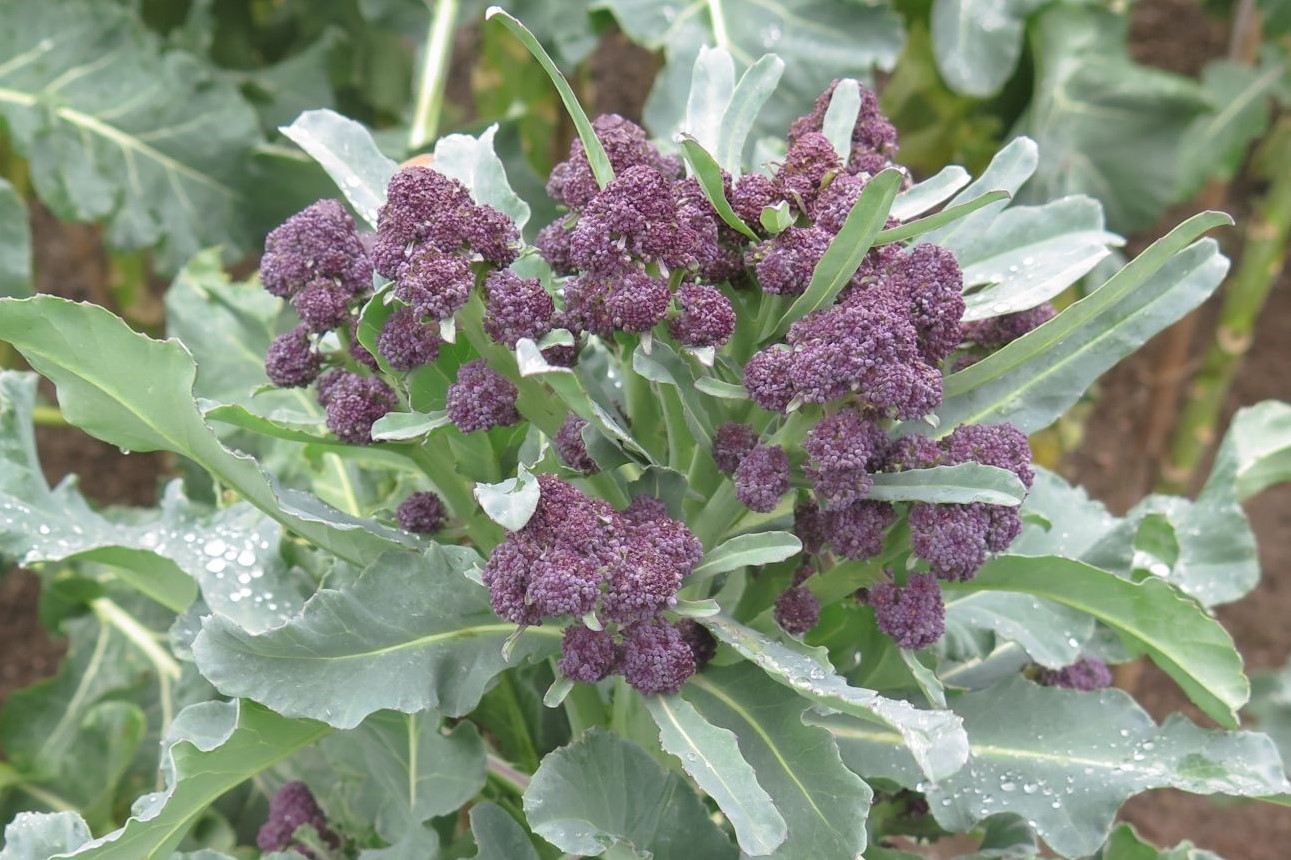 Growing broccoli & companion plants - Plantura