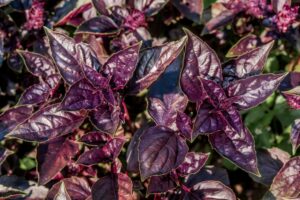 Herbs that grow in full sun: 13 sun-loving herbs - Plantura