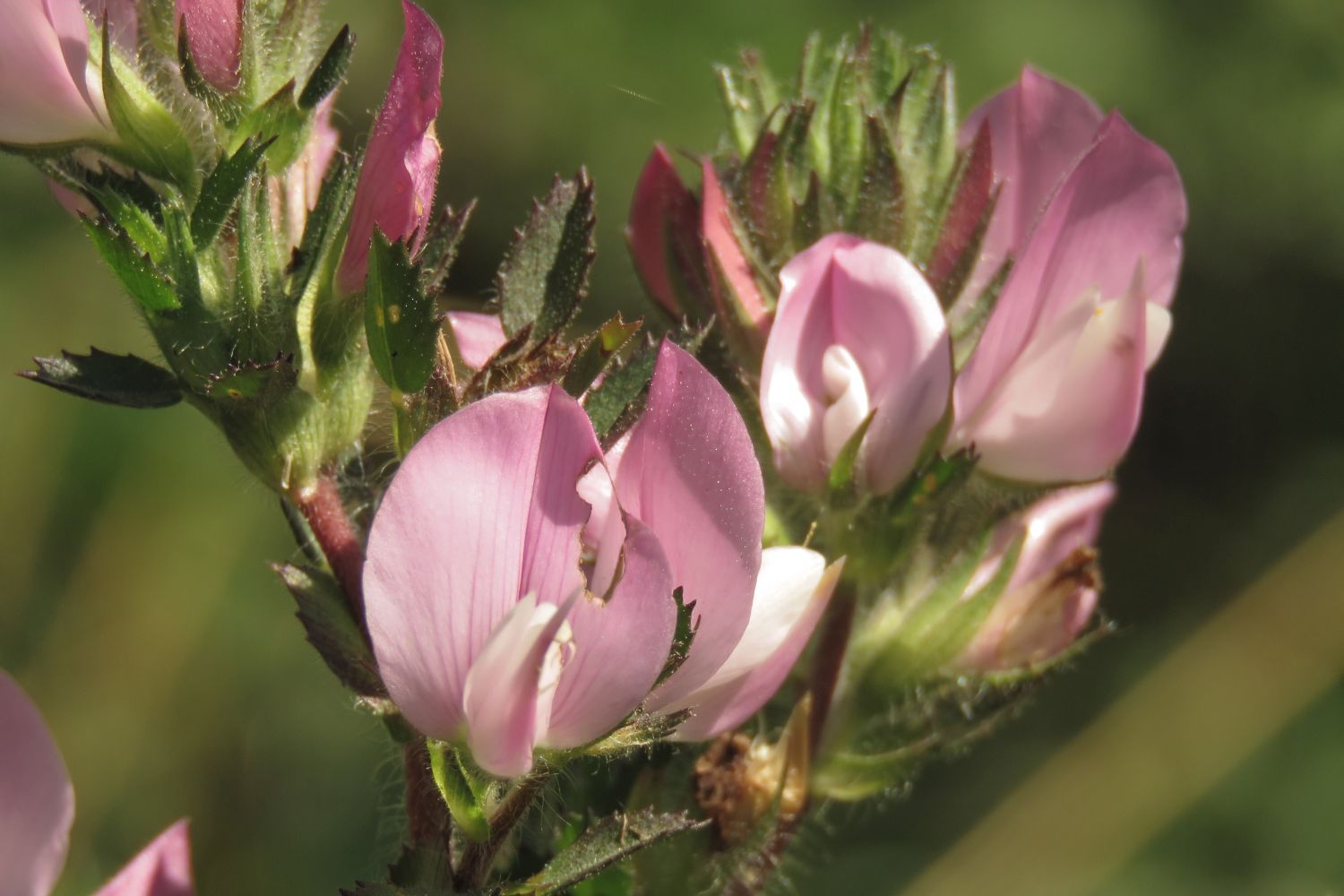 Restharrow: how to grow & health benefits - Plantura