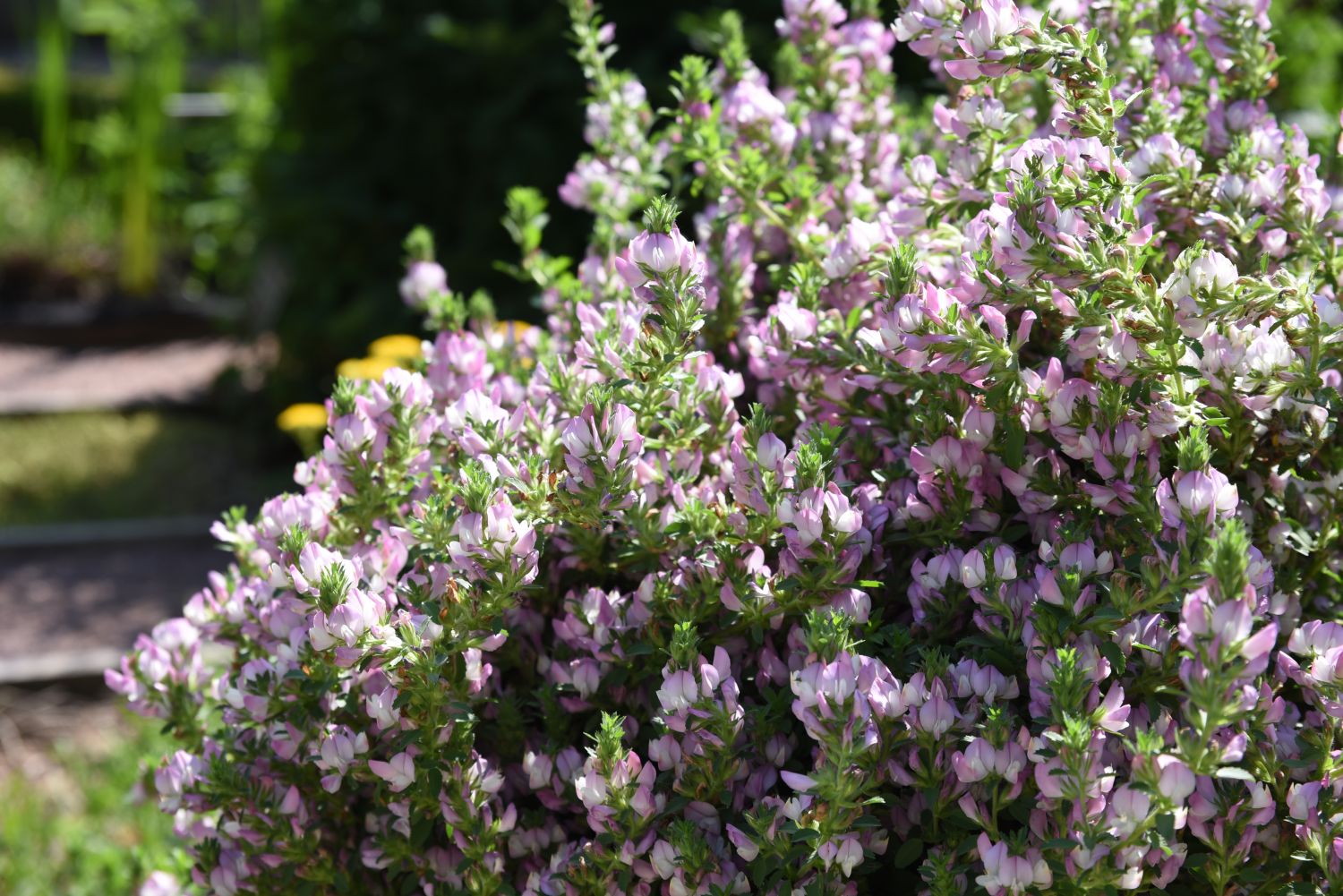 Restharrow: how to grow & health benefits - Plantura
