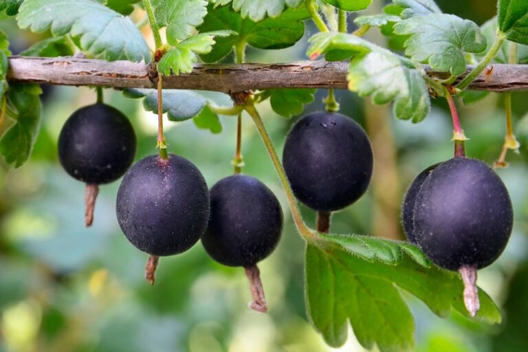 Jostaberry: how to grow & care for this hybrid - Plantura