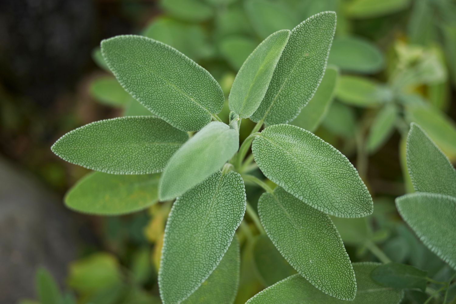 Herbs that grow in full sun: 13 sun-loving herbs - Plantura