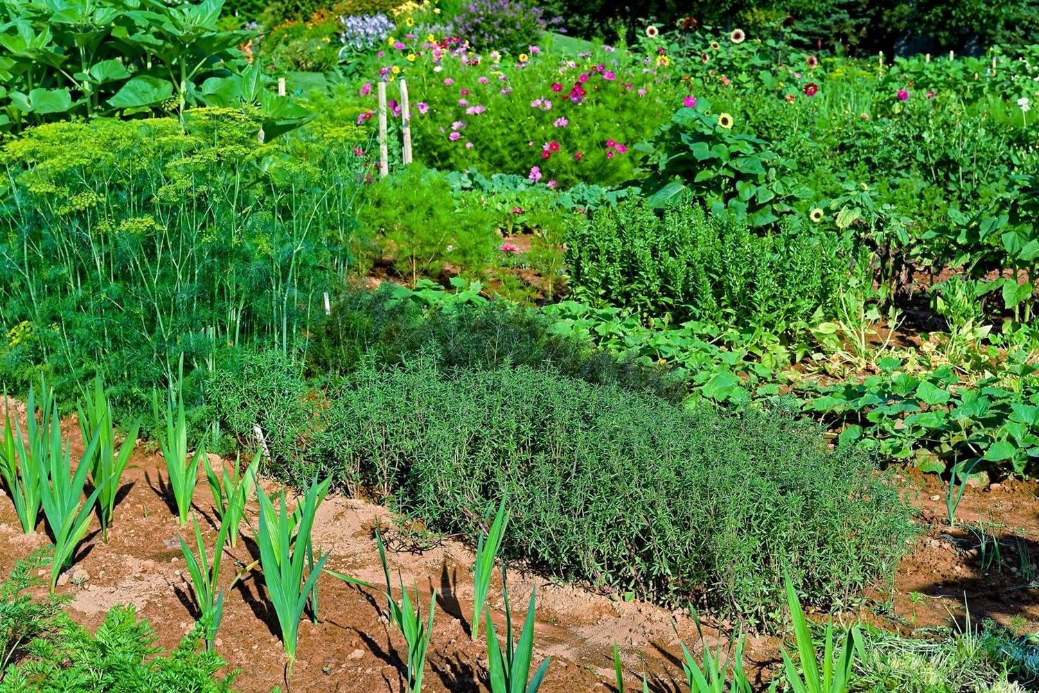 Savory: growing, care & harvest - Plantura