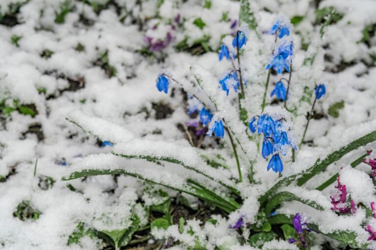 Scilla: species, planting & care - Plantura
