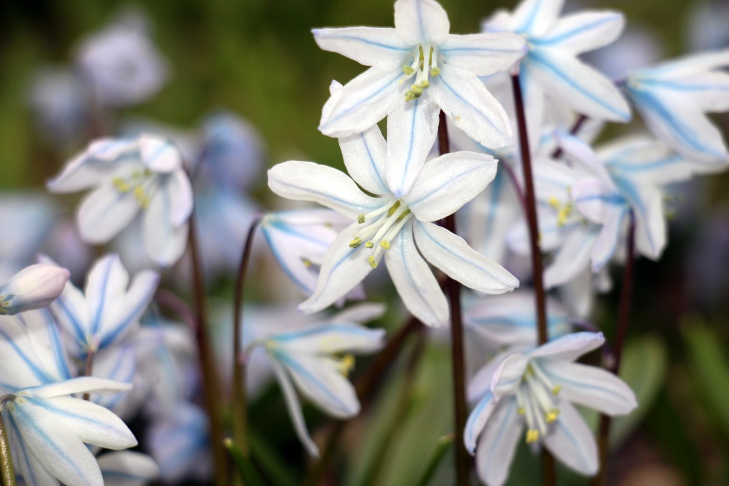 Scilla: species, planting & care - Plantura