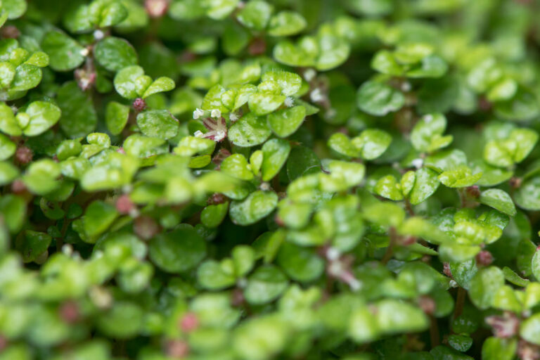 Mind-your-own-business plant: care & varieties - Plantura
