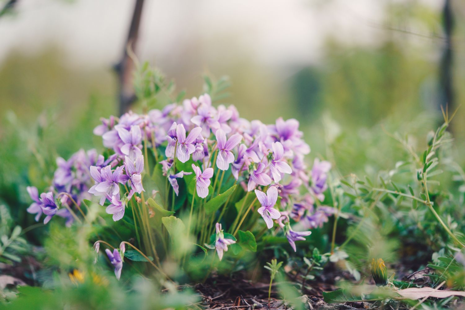 Sweet violet: tips for growing it at home - Plantura