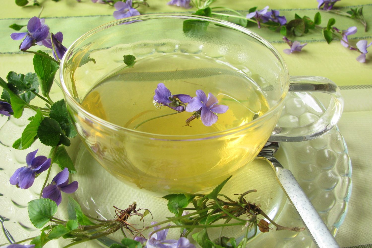 Sweet violet: tips for growing it at home - Plantura