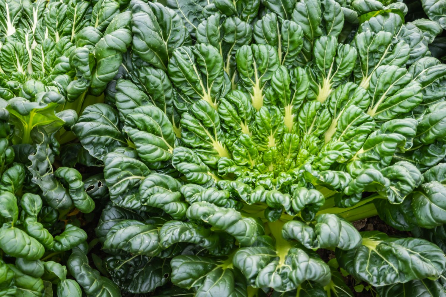 Tatsoi: growing, care & uses - Plantura