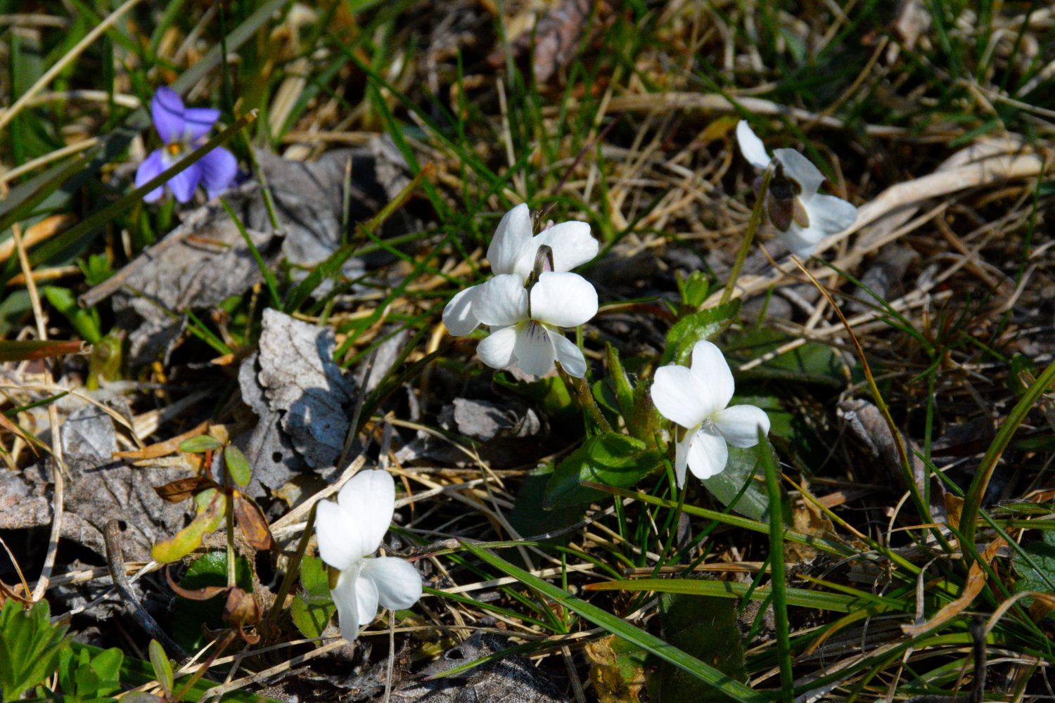 Sweet violet: tips for growing it at home - Plantura