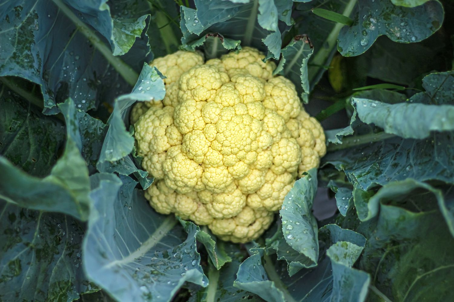 Cauliflower: profile, growth & care advice - Plantura