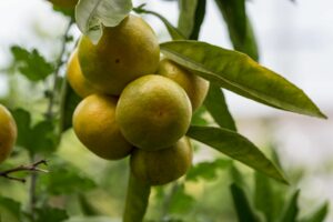 Satsuma: origin, growth & care - Plantura