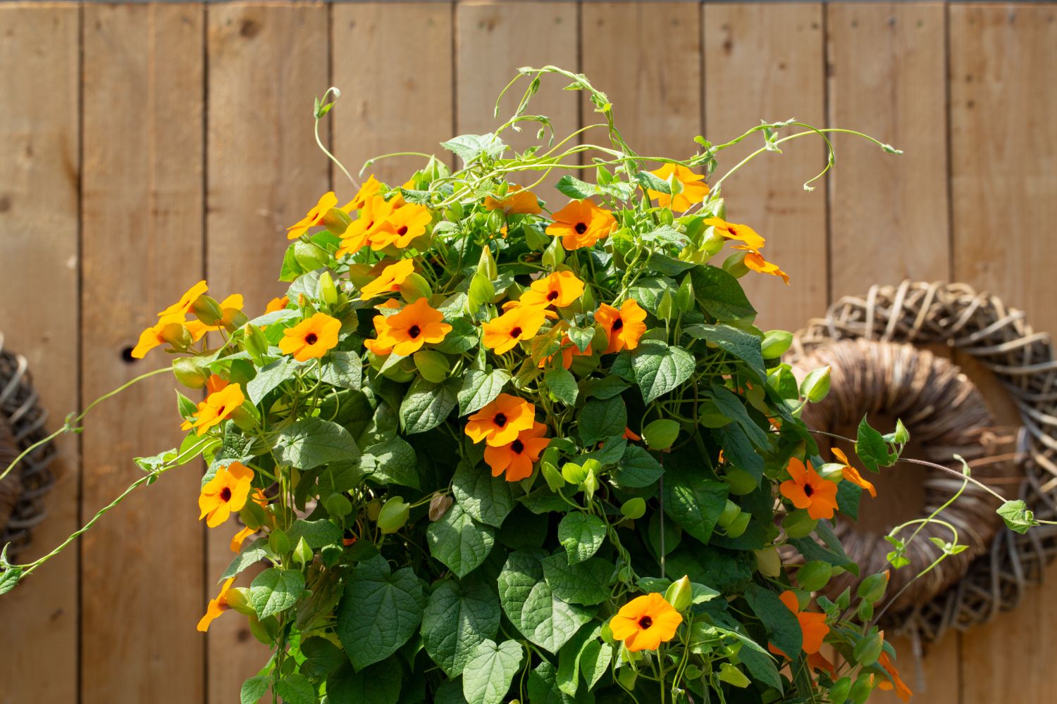 Hanging plants for the balcony: our top 13 - Plantura