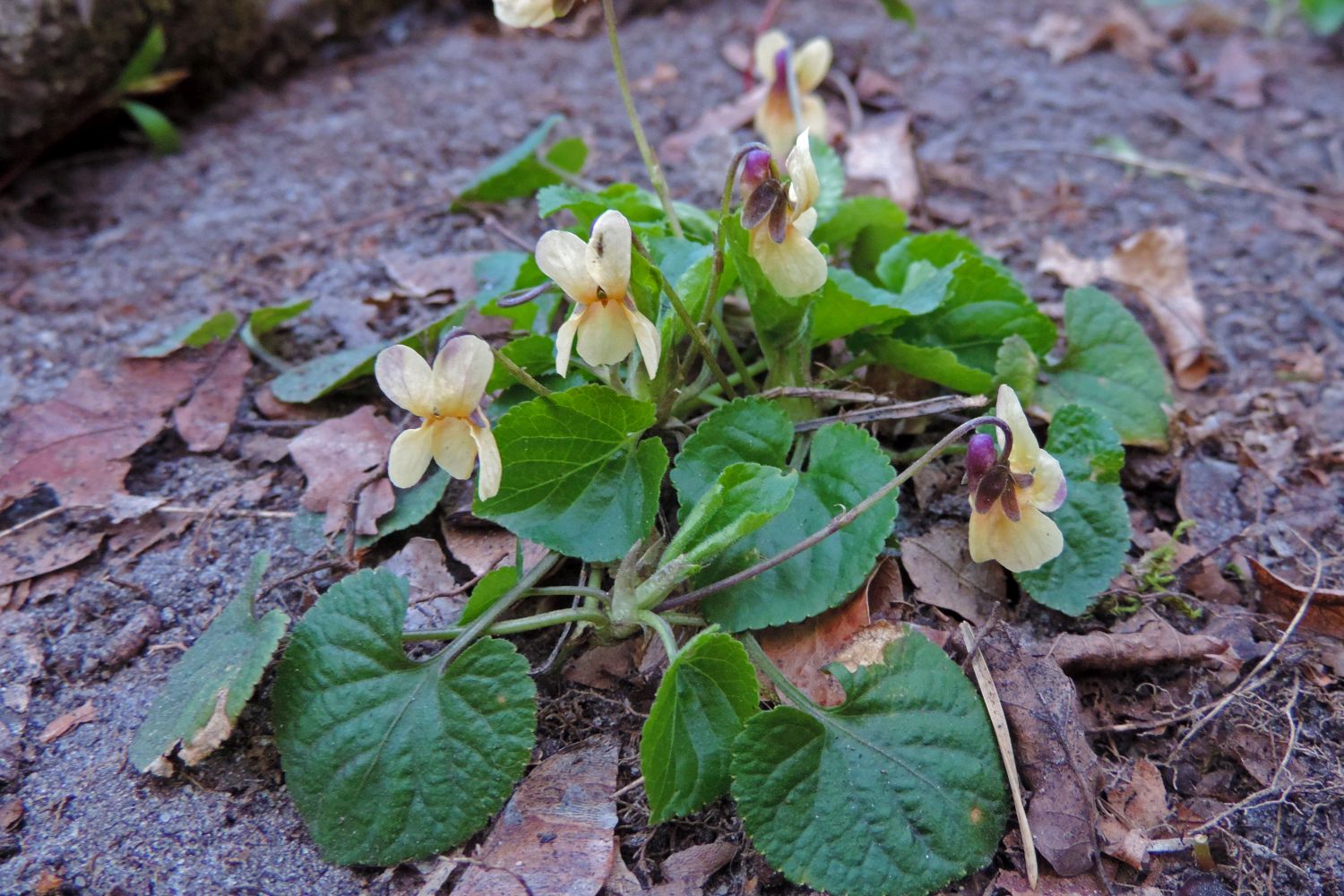 Sweet violet: tips for growing it at home - Plantura