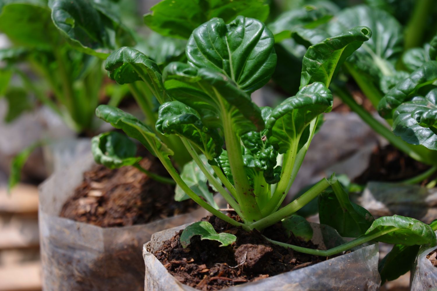Tatsoi: growing, care & uses - Plantura
