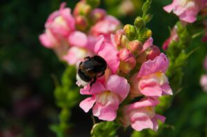 Snapdragon: care, location & flowering time - Plantura