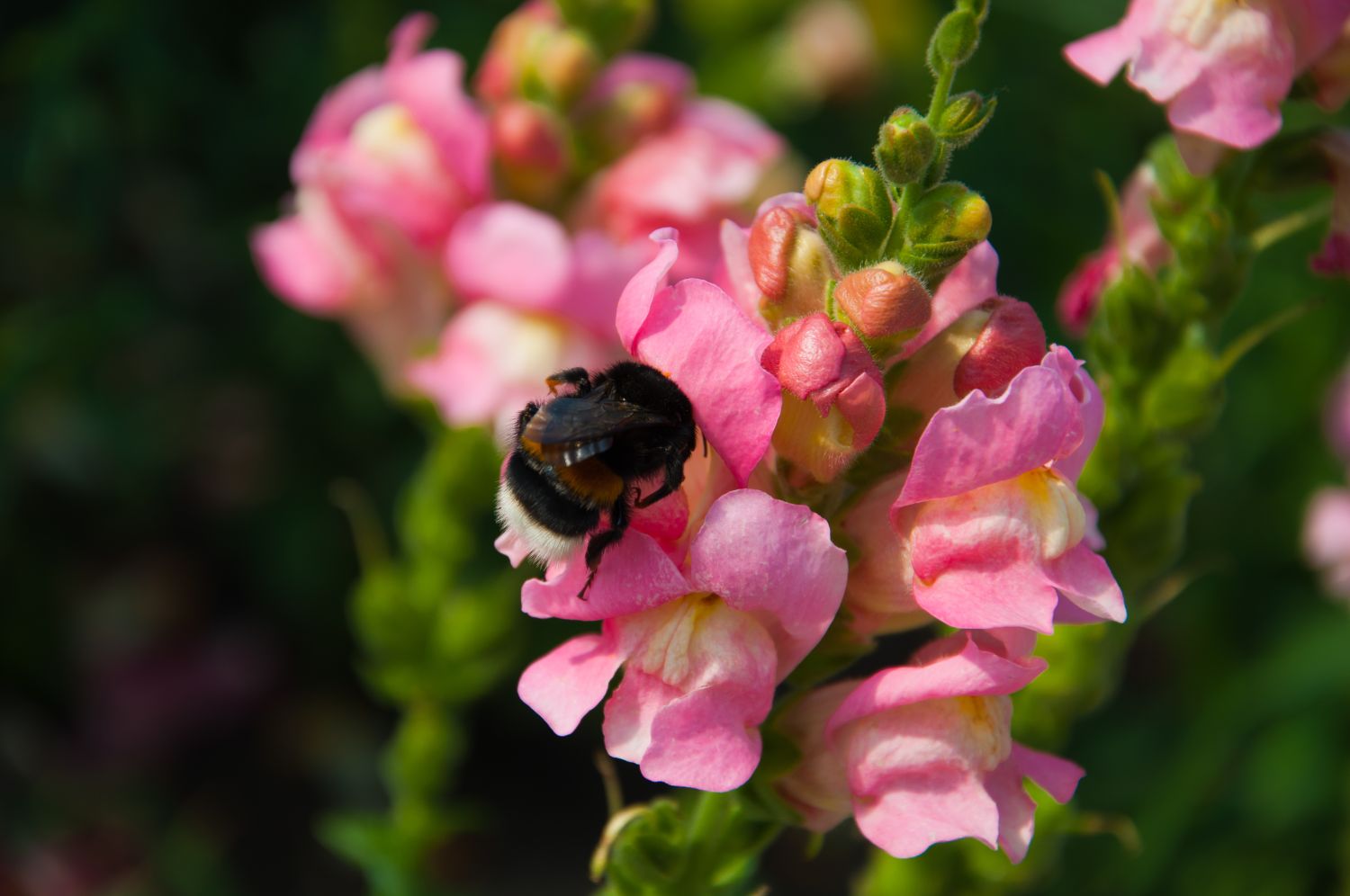 Snapdragon: care, location & flowering time - Plantura