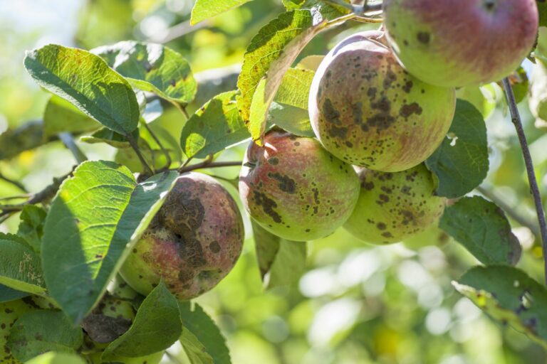 Apple tree diseases & common pests - Plantura