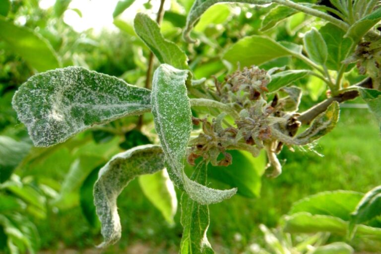 Apple tree diseases & common pests - Plantura
