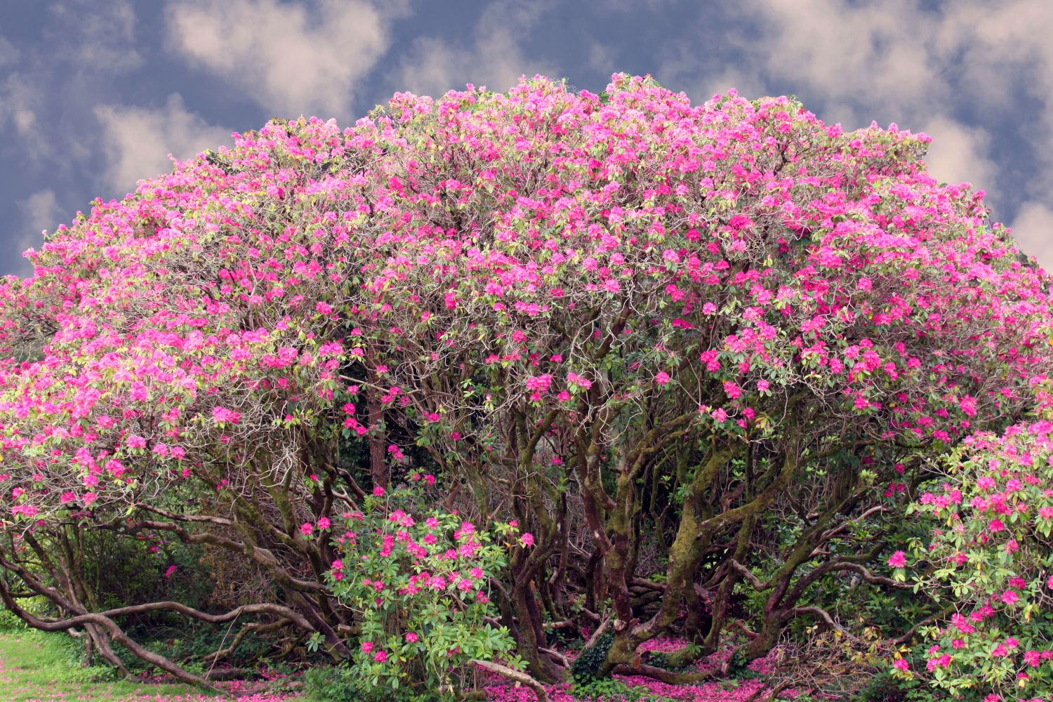 Azalea care: pruning & watering - Plantura