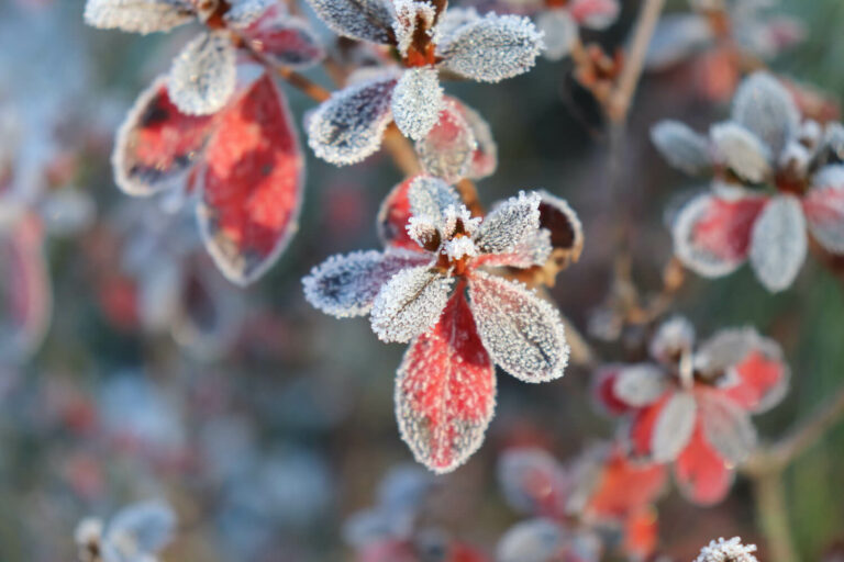 Azalea: profile, cultivation & winter care - Plantura