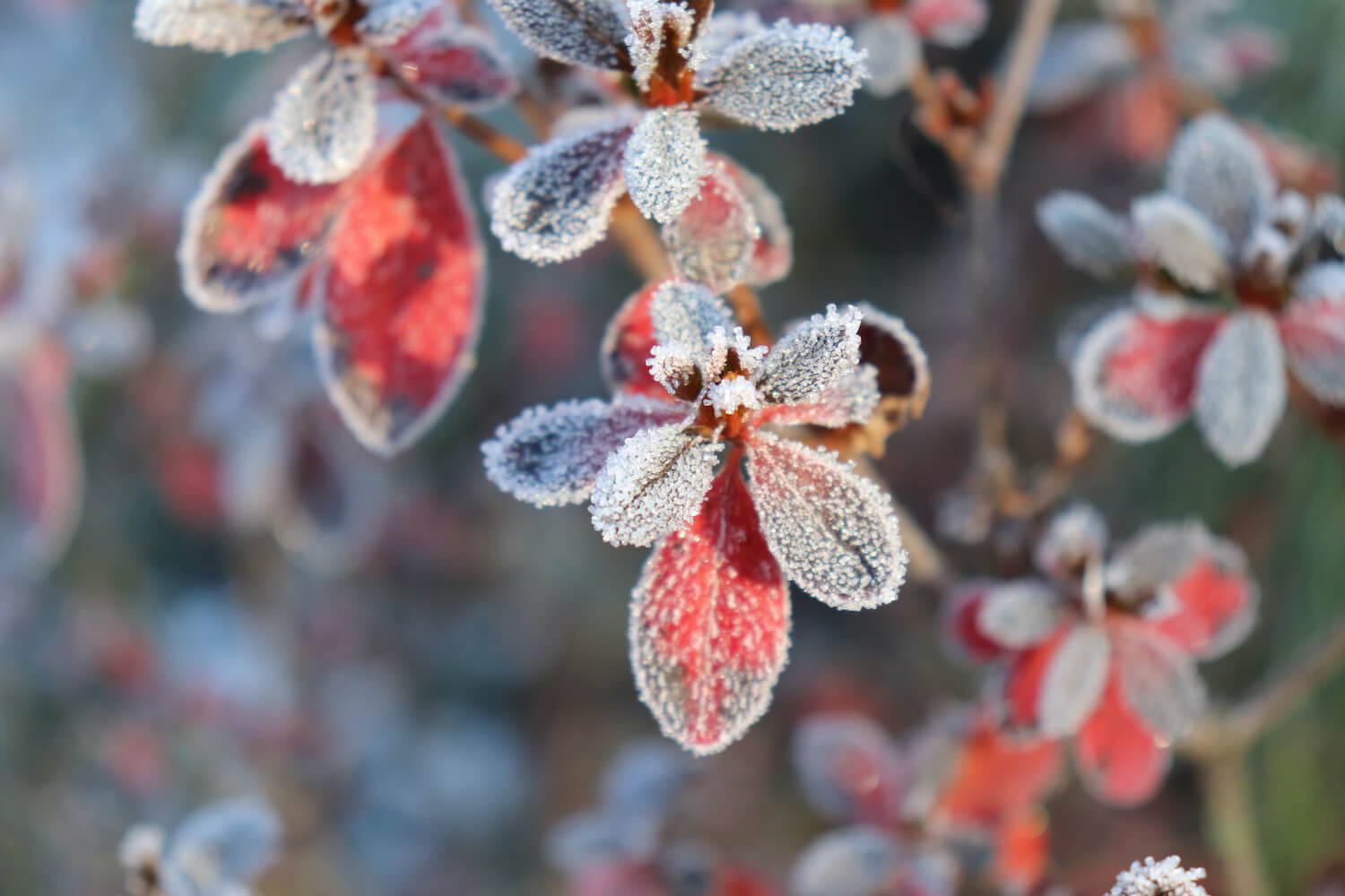 Azalea: profile, cultivation & winter care - Plantura