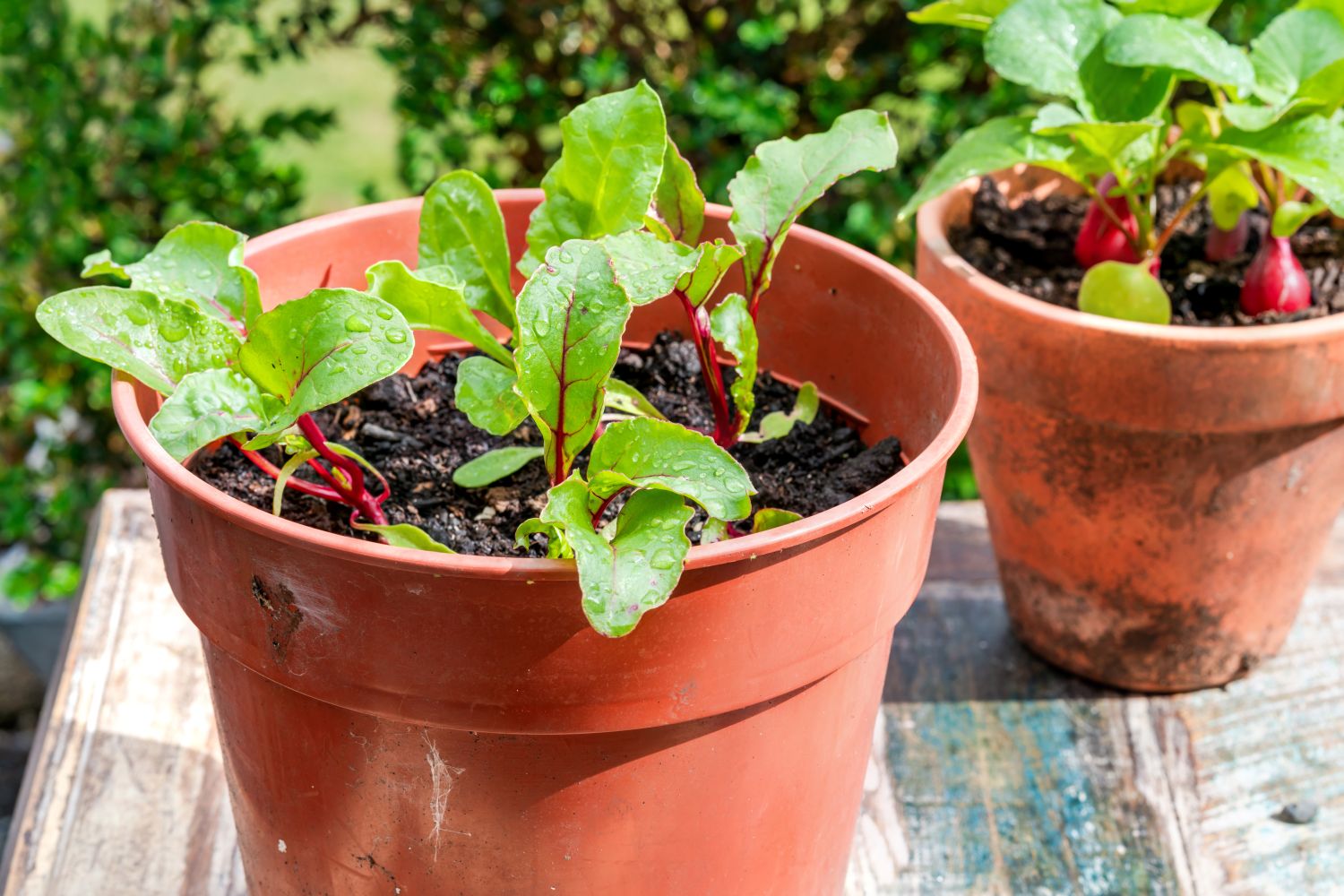 Striped beetroot: growing & harvesting - Plantura