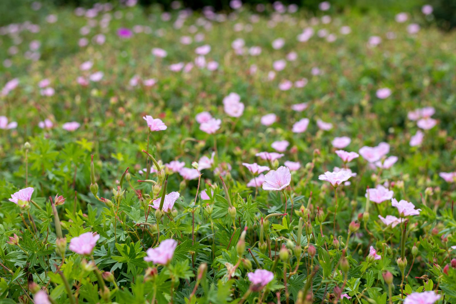 Evening primrose: growth, care & benefits - Plantura