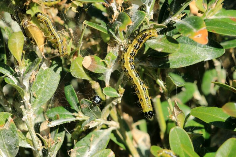 Box tree moth: all about the pest - Plantura