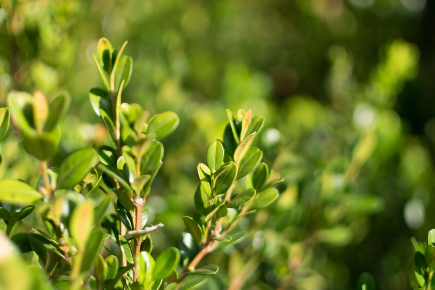 Planting buxus: tips for growing box hedges - Plantura