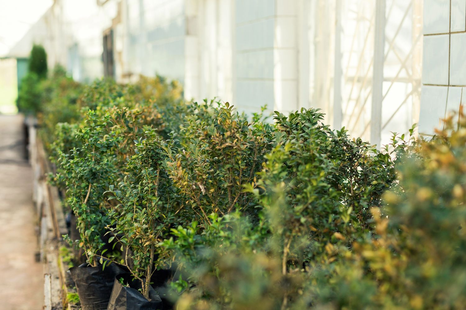 Planting buxus: tips for growing box hedges - Plantura