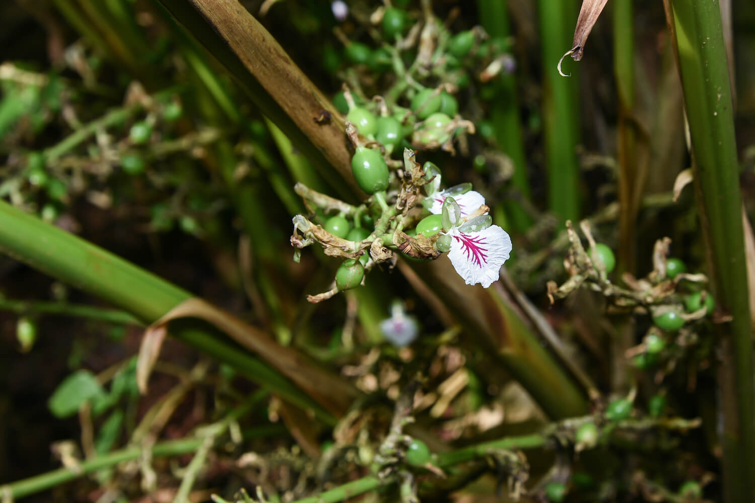 Cardamom: growing, care & uses - Plantura