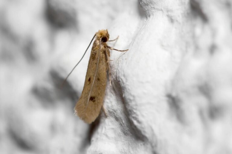 Clothes moths: detection, prevention & control - Plantura