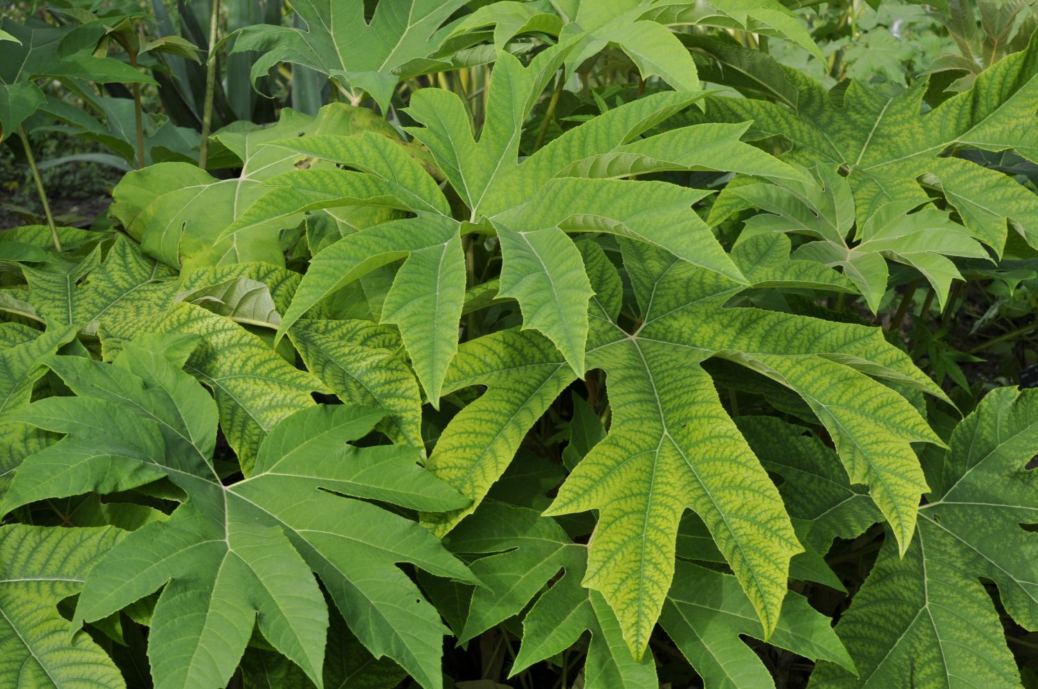 Castor oil plant: planting, care & toxicity - Plantura