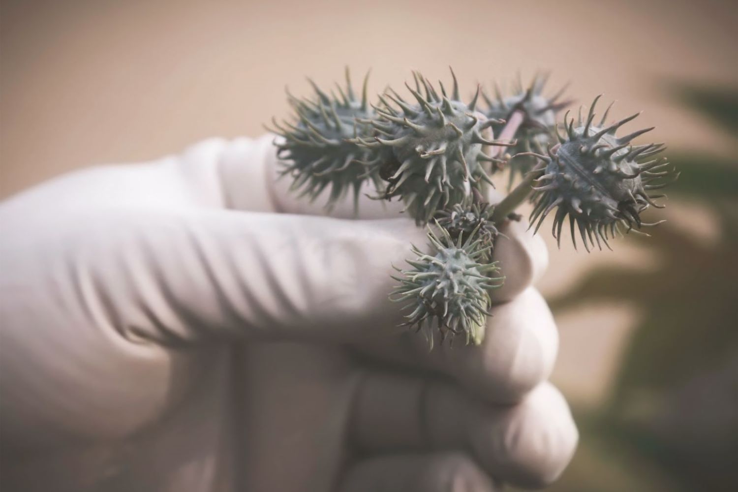 Castor oil plant: planting, care & toxicity - Plantura
