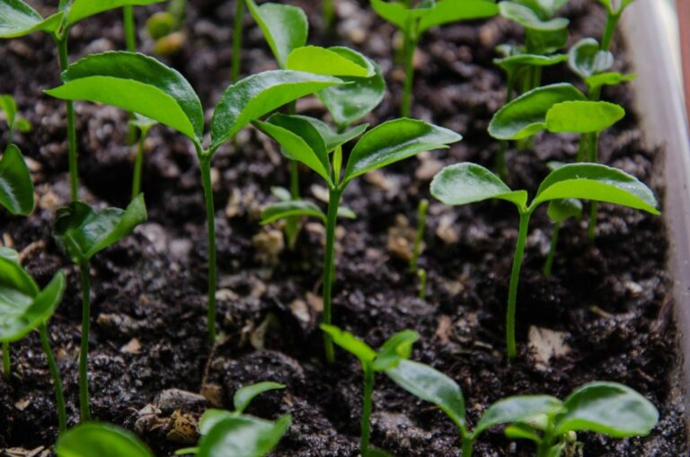 Clementine tree: varieties & growing conditions - Plantura