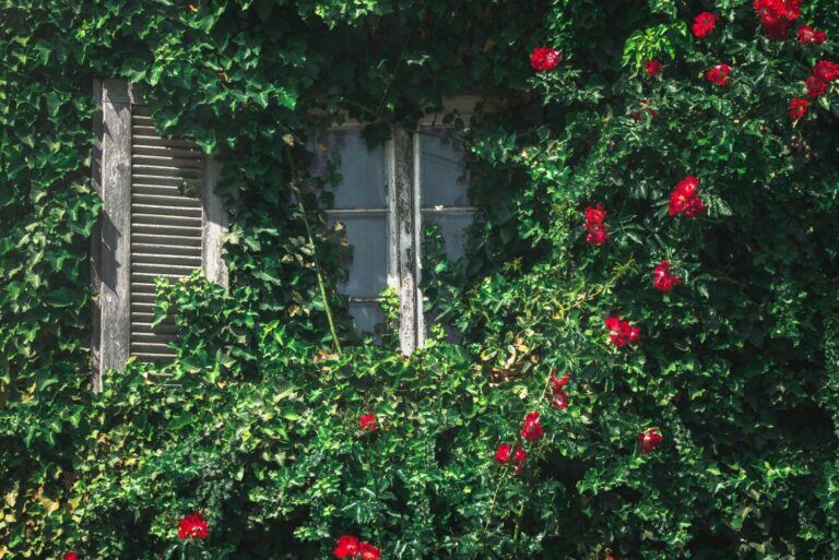 Pruning climbing roses: when & how? - Plantura