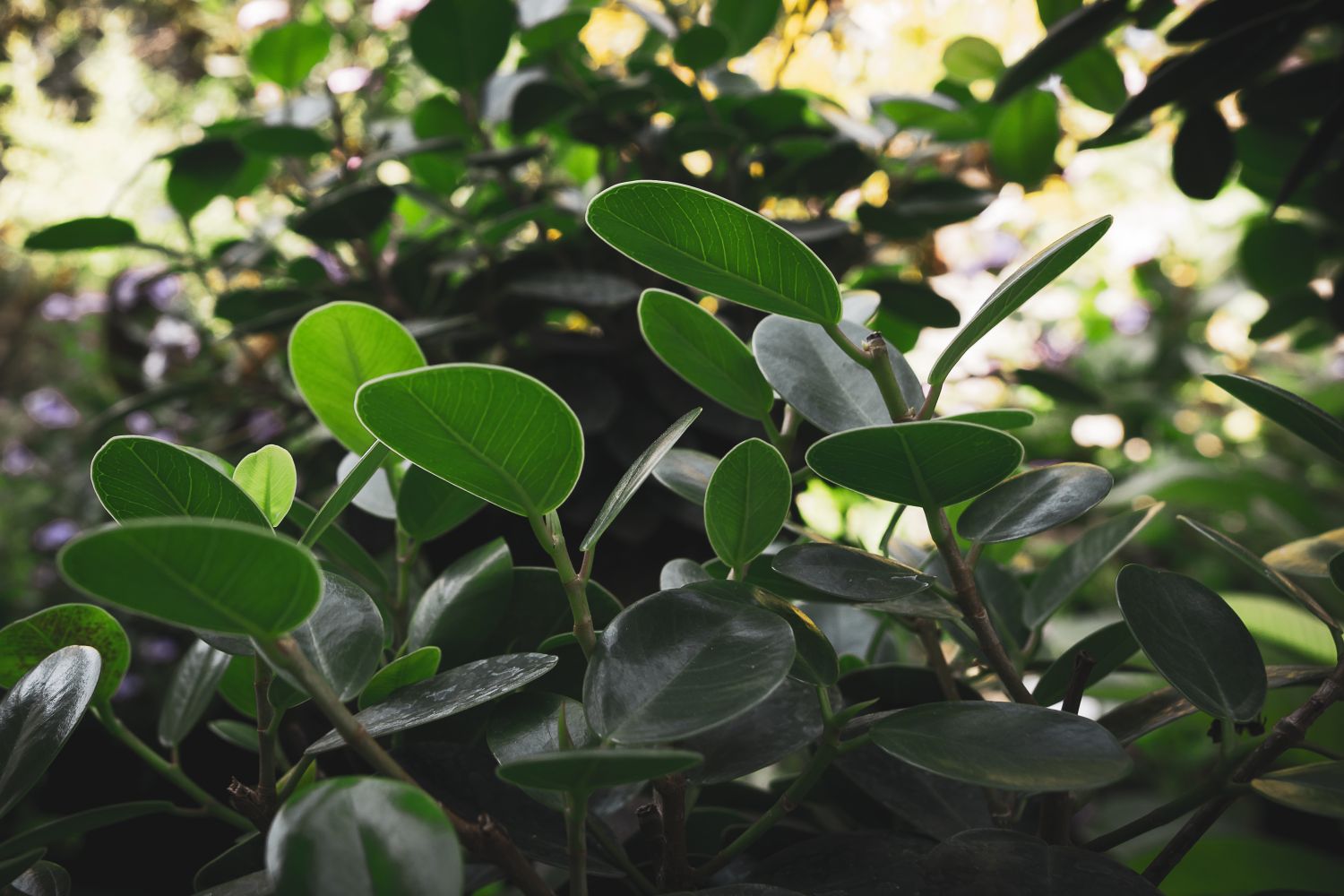 Clusia: growing an autograph tree - Plantura