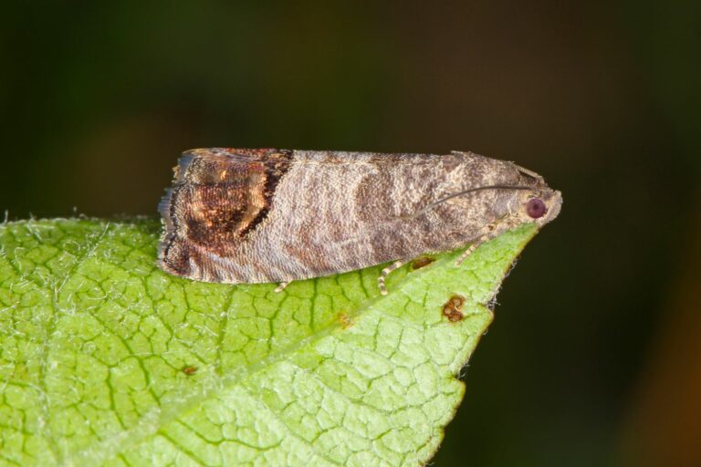 Apple tree diseases & common pests - Plantura