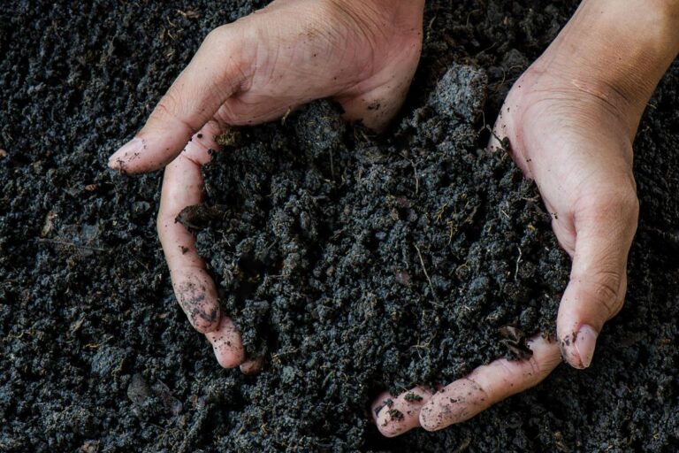 What is compost? definition & properties - Plantura