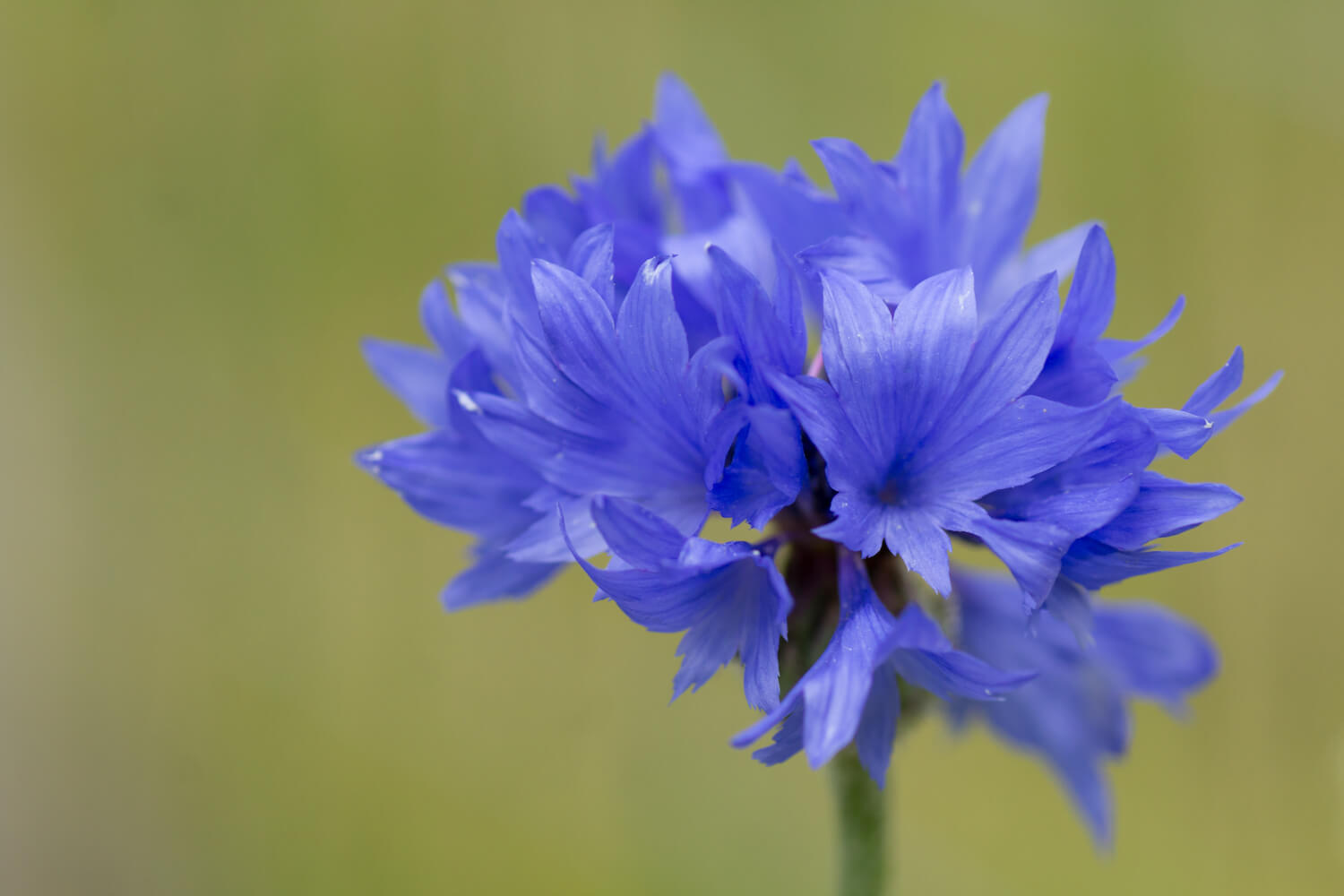 Cornflower: sowing, location & uses - Plantura